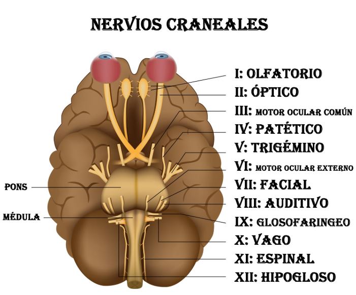 "Neuroanatomia": Nervios craneales y raquideos