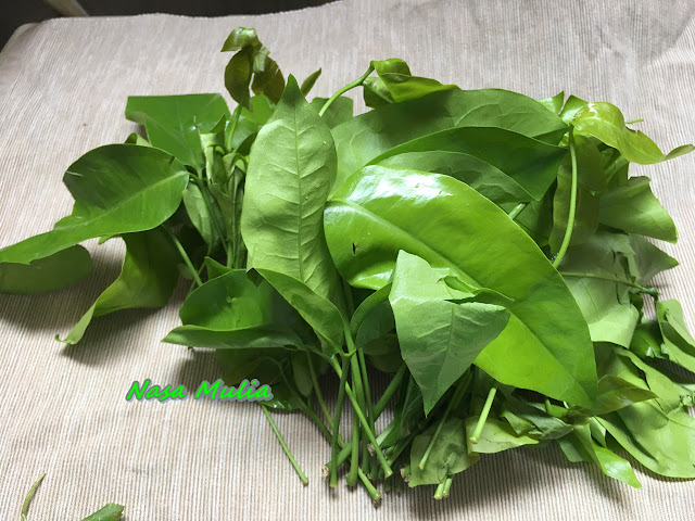 warna warni hidupku..............: Jom Kenali Pucuk-Pucuk / Herba ...