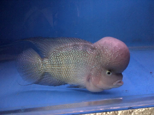 Ikan Louhan Indonesia