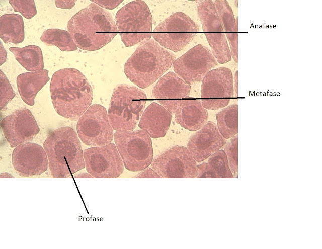 Aulas de Biologia e Geologia: Novembro 2015