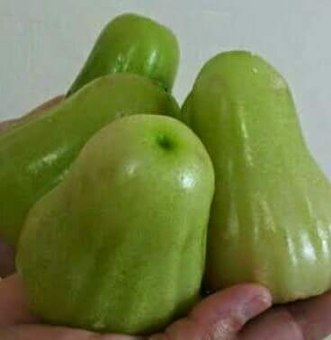 KabarKes - MENGENAL JAMBU SUPER GREEN ( Taiwan Super Green ) - Kabar ...