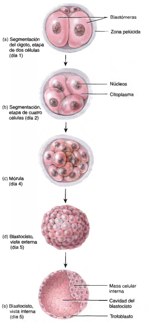 Biología: Primera semana del desarrollo embrionario