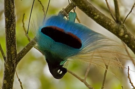 Most Terrifying & Amazing Creatures on Earth....: Blue Bird of Paradise...