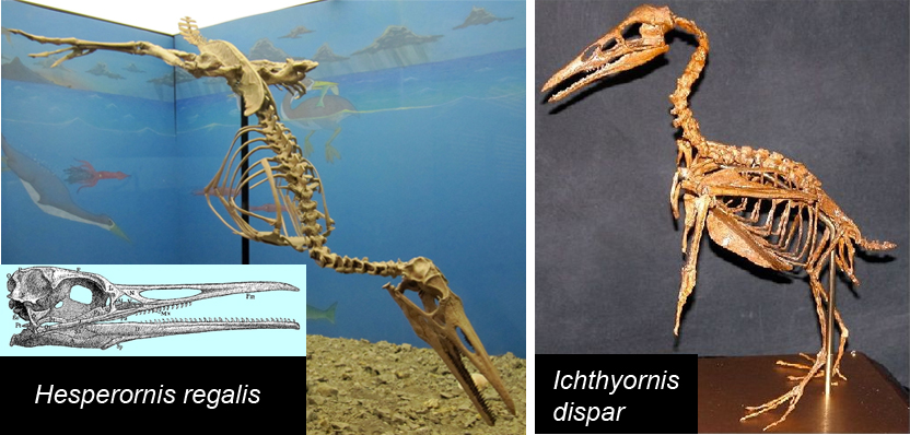 Hen's Teeth: Hen's teeth