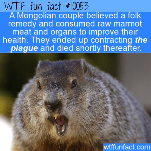 60 Crazy Facts To Truly Blow Your Mind! | Amazing WTF Facts