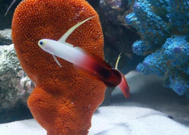 Marine Life: Fire Goby Fish