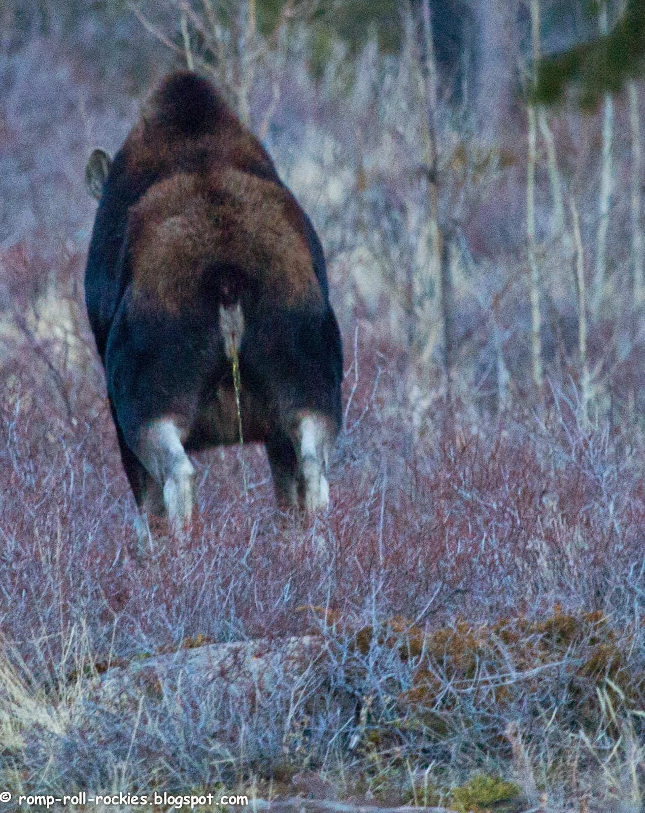 Romping and Rolling in the Rockies: Moose, moose, moose!