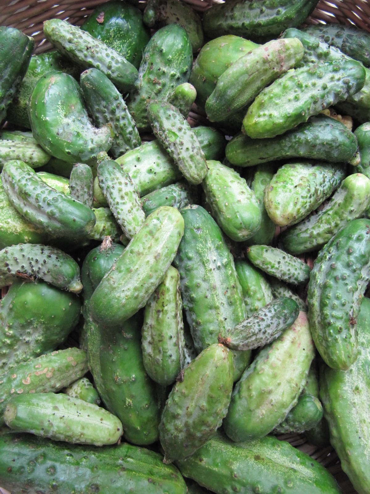 La cuisine d'ici et d'ISCA: Cornichons au vinaigre