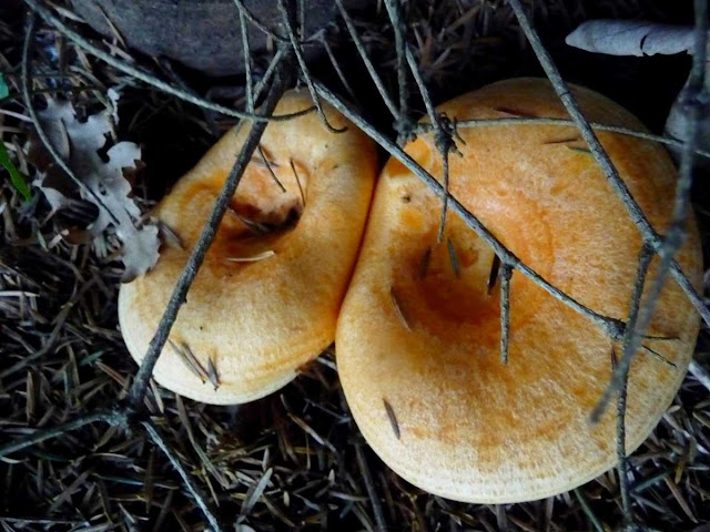 r o b i n 's y a r d: Lactarius