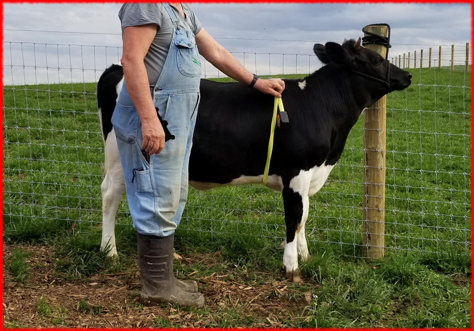 Confessions Of A Crazed Cattlewoman Weighing Cattle By Measurements confessions-of-a-crazed-cattlewoman-weighing-cattle-by-measurements