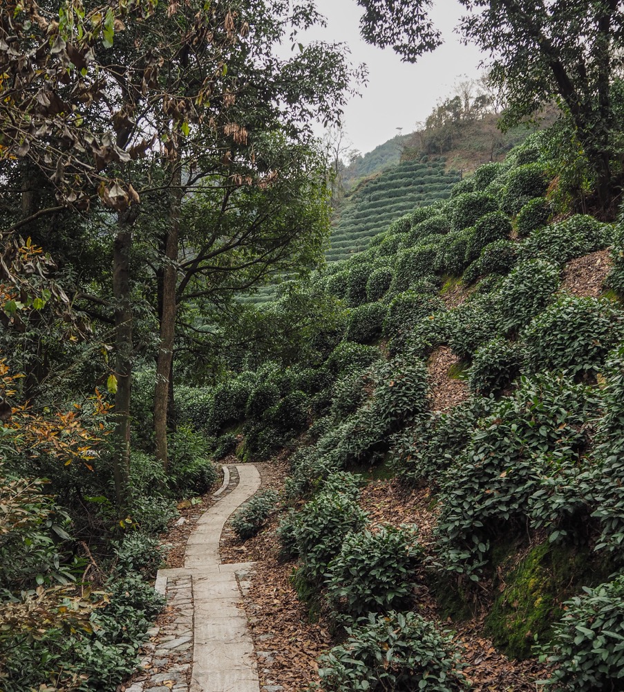 China: the tea fields of Longjing- the source of the best tea in China ...