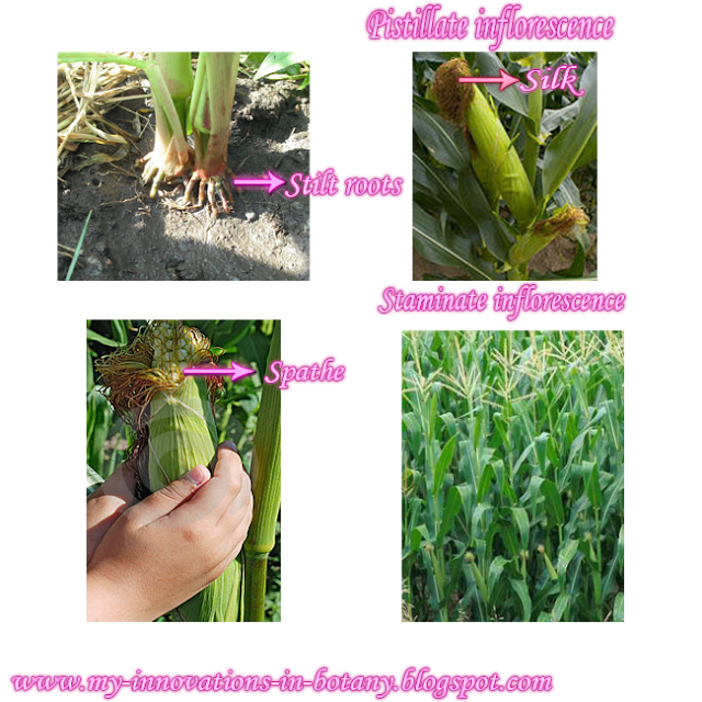 Botany-mother of life: Poaceae