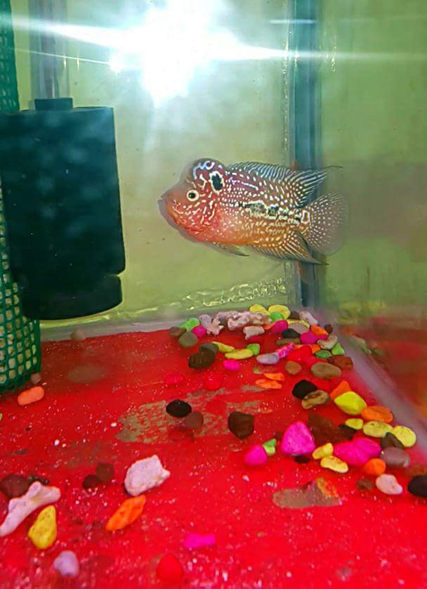 Knowing Difference Between Kamfa And King Kamfa