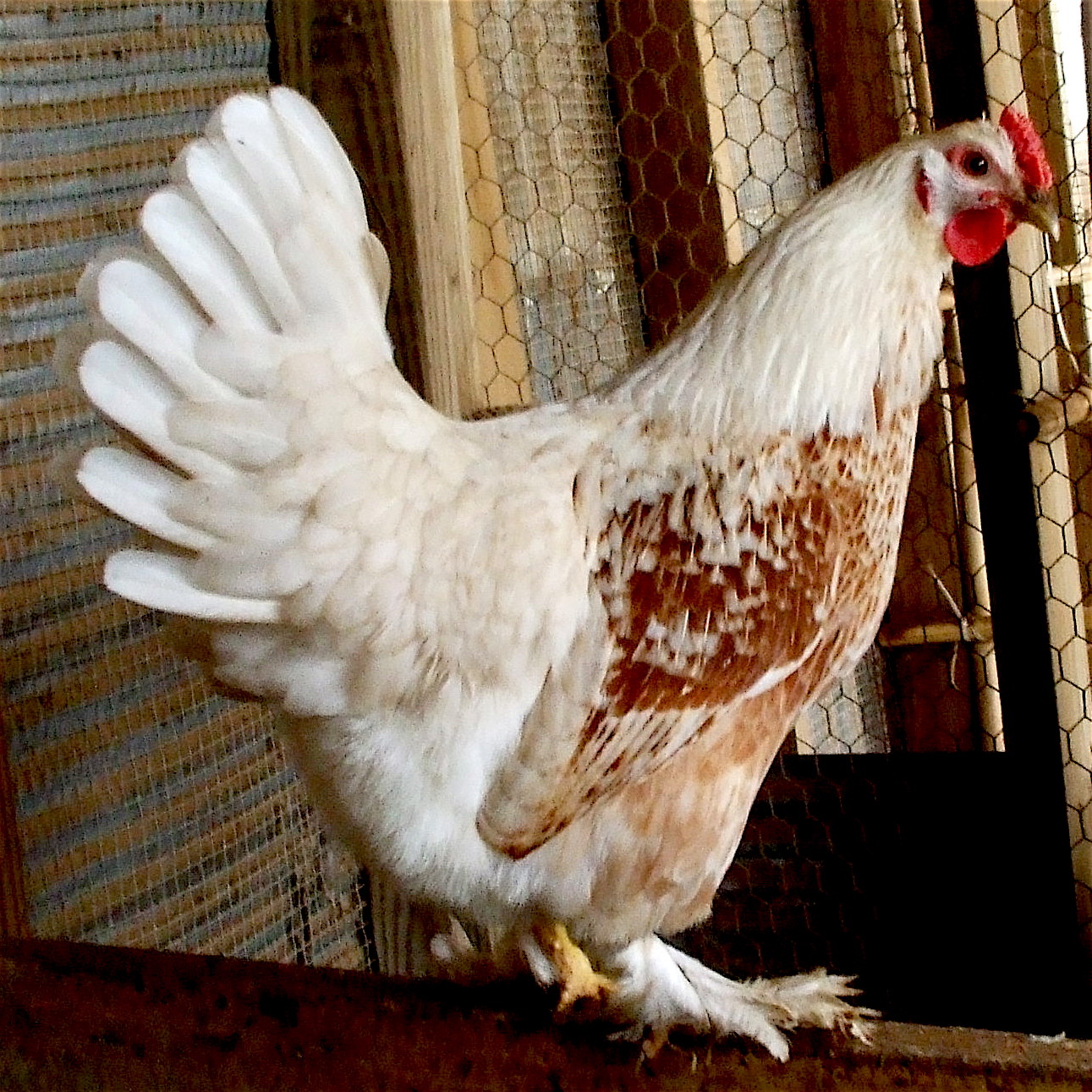 BReeder: Fantailed Chickens