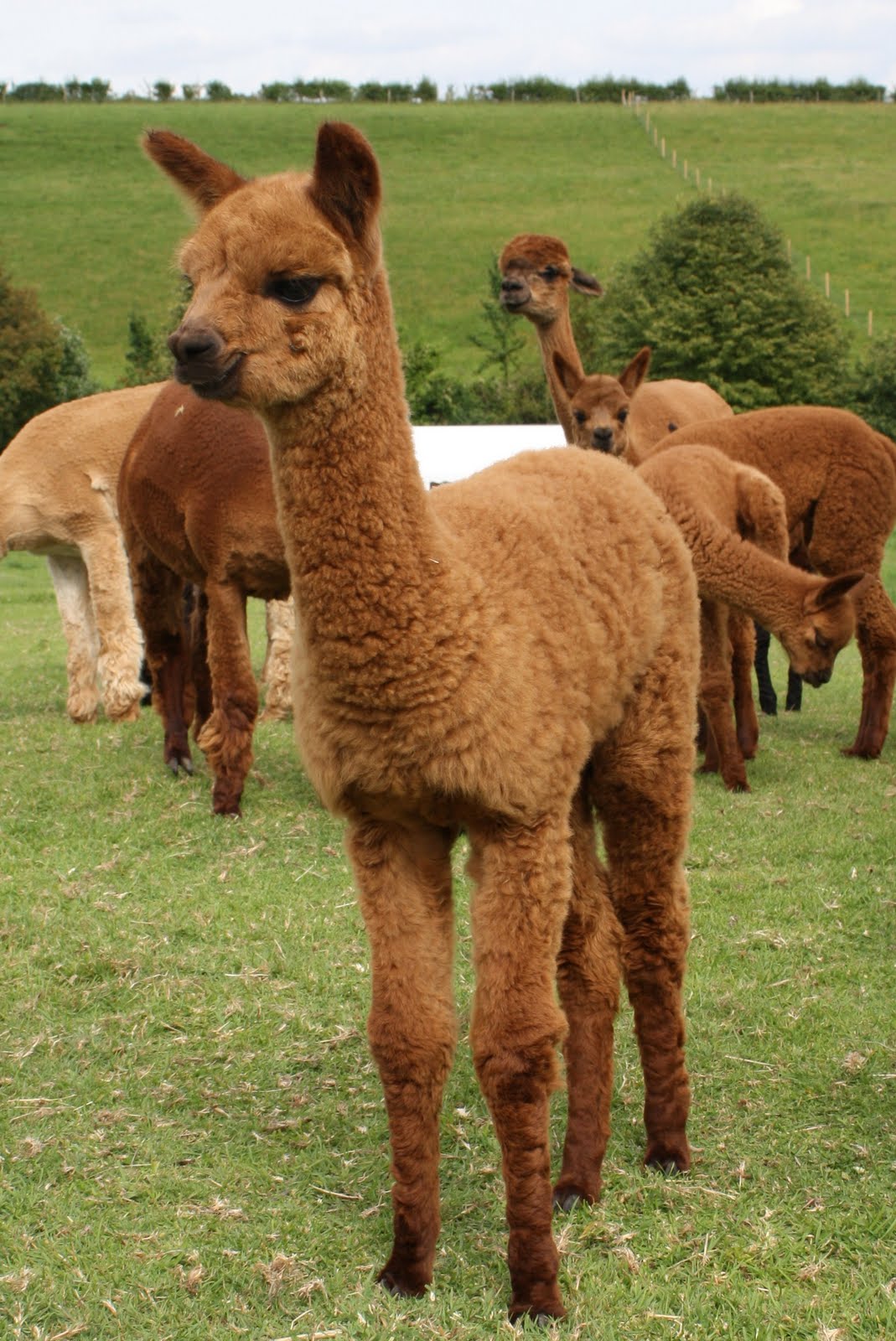 PATOU ALPACAS BLOG - Ramblings from an Alpaca Farm in south Wiltshire ...