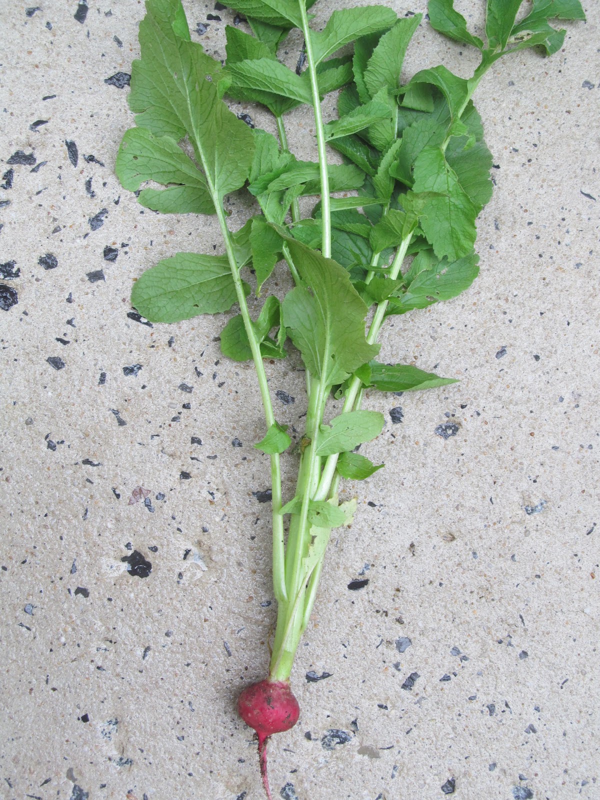 Gephart♥836: June 2013