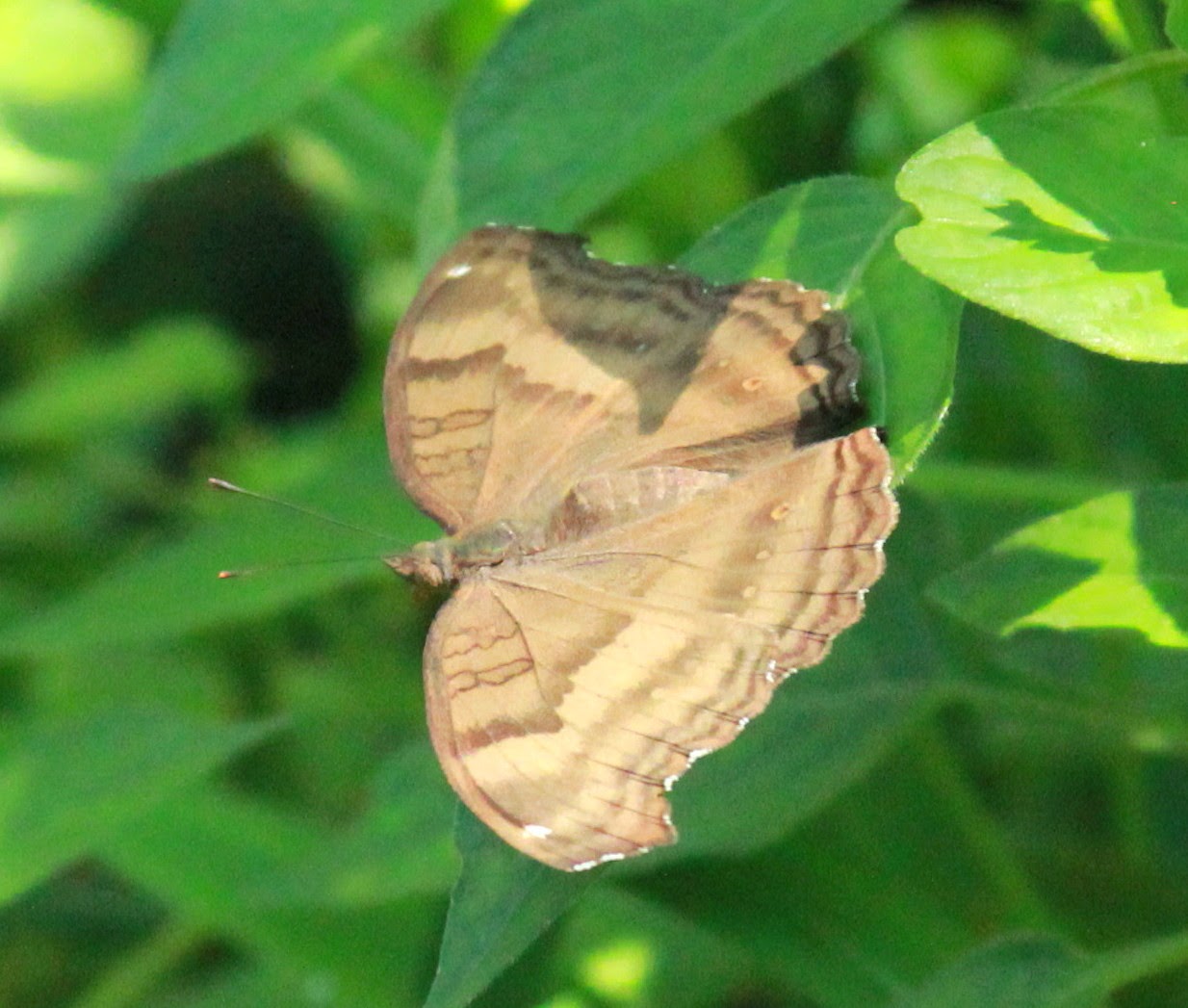 RON - BUTTERFLY GALLERY (Malaysia): July 2014