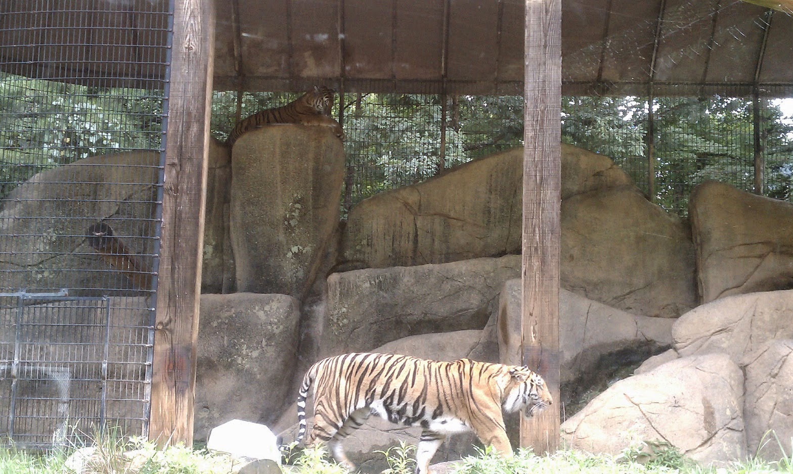 What's Good in Greensboro?: Tigers at the Greensboro Science Center