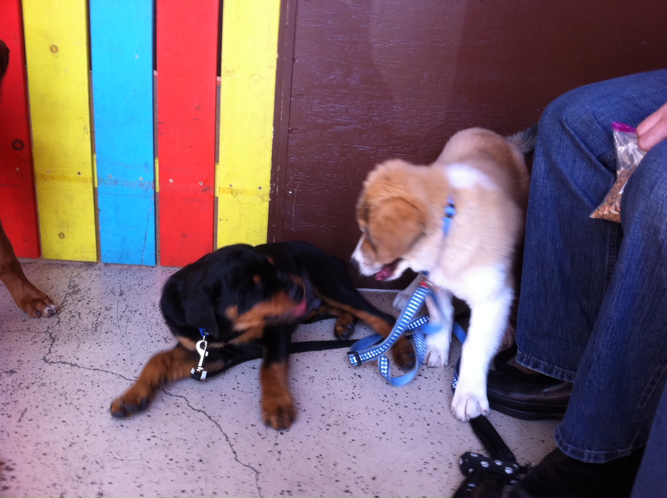 A Swissneese in San Francisco