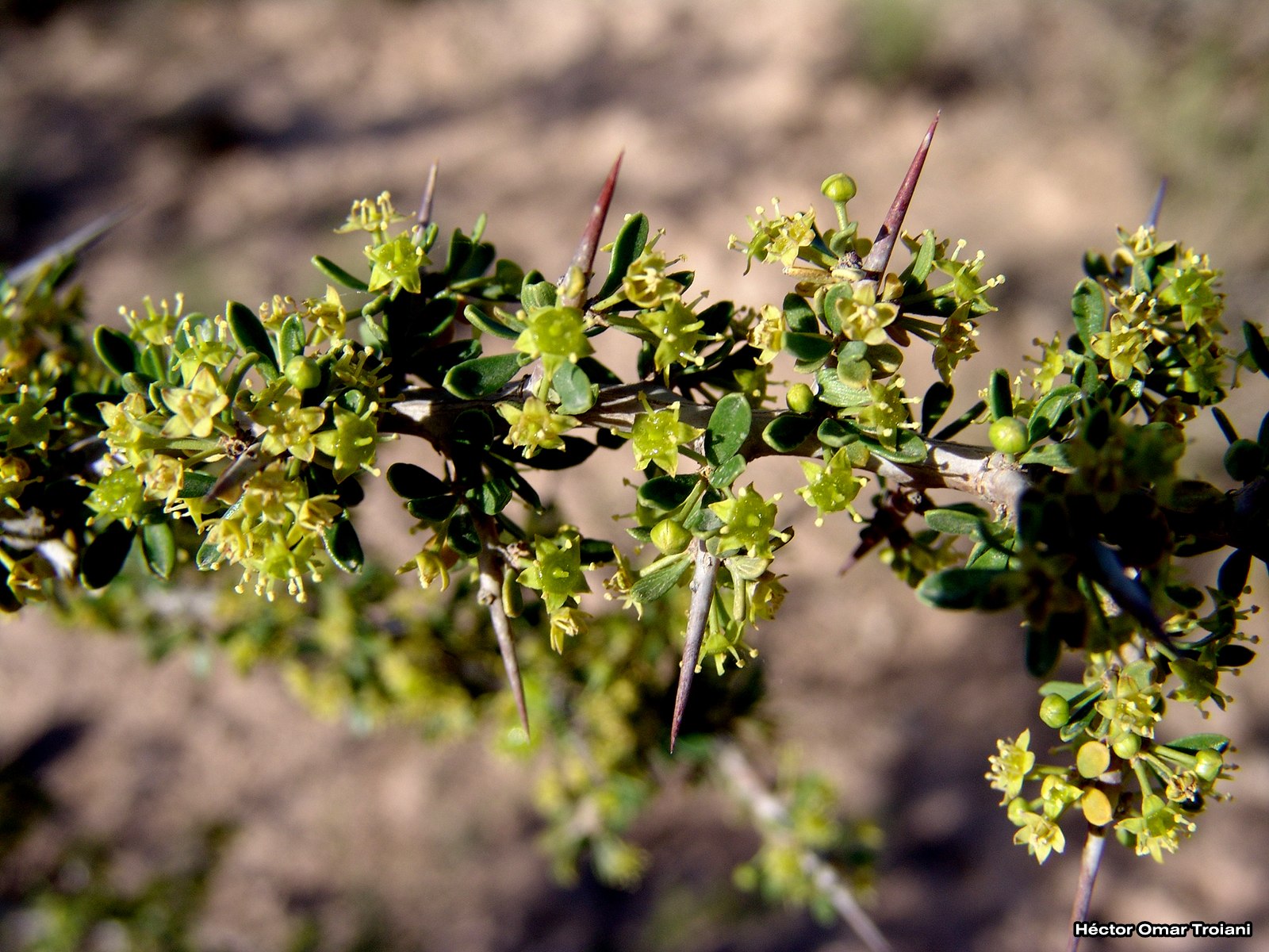 Flora Bonaerense: Piquillín (Condalia microphylla)