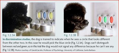 The dog in world: Can Dogs See Color? And How Do We Know?