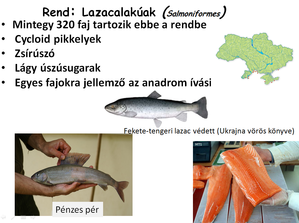 BIO-LOGIA: A HALAK SZAPORODÁSA ÉS FEJLŐDÉSE. A HALAK SOKFÉLESÉGE.
