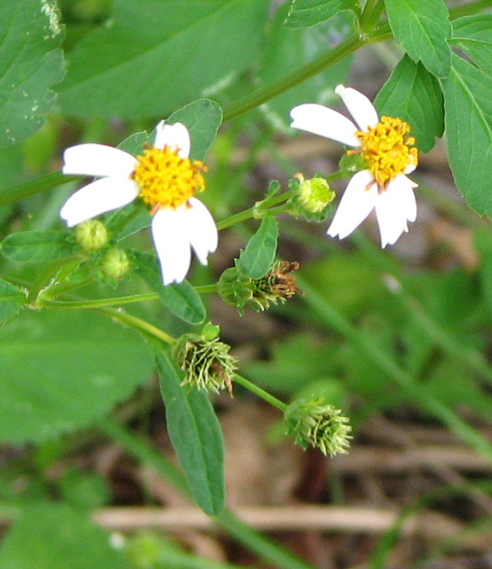 The Back Forty: Edible Weed Roundup: Bidens alba, Spanish Needles or ...