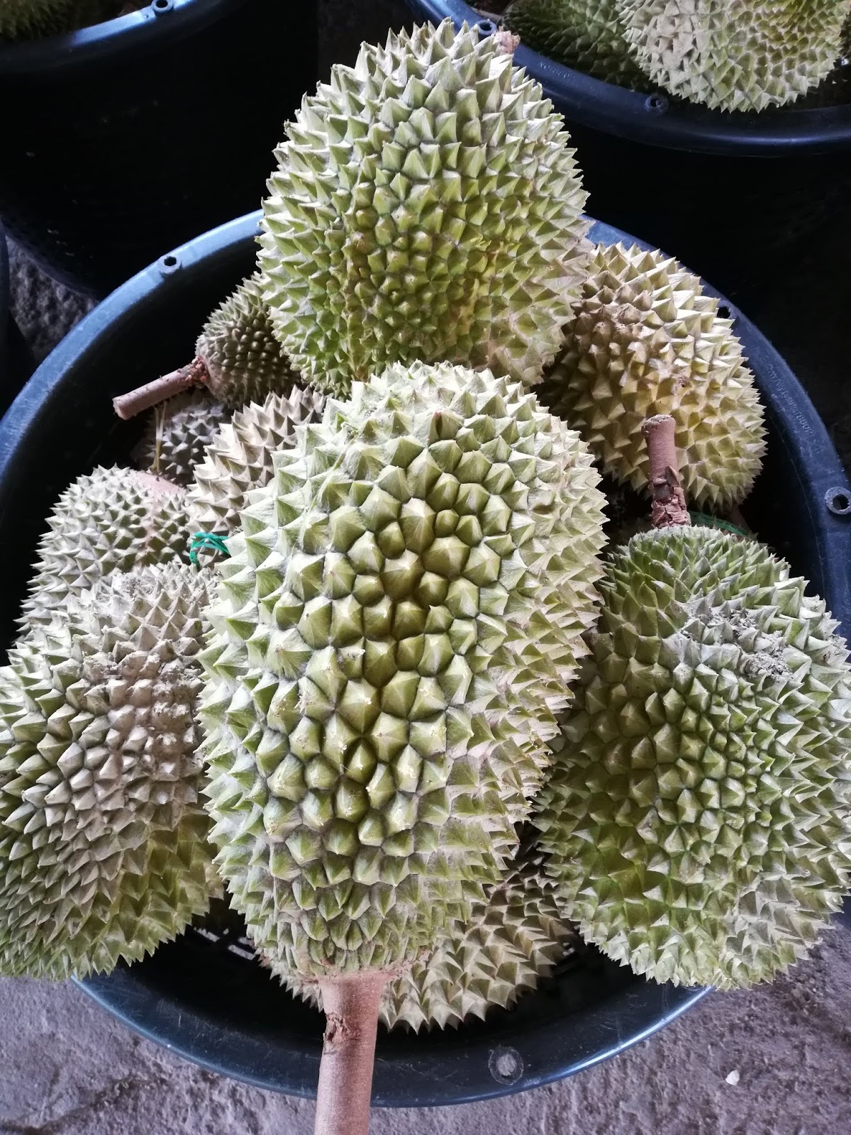 2018/07/07 Raub Durians runtuh...