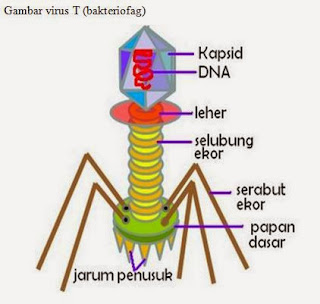 Klasifikasi virus berdasarkan materi genetik yang dikandungnya ...