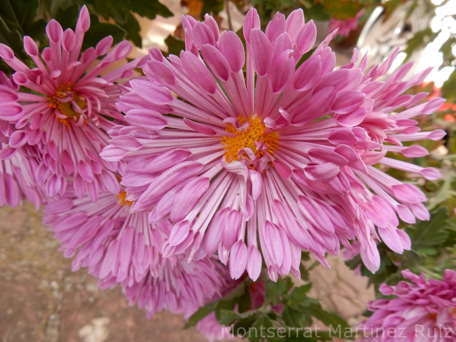 En otoño, CRISANTEMOS - BOTÀNIC SERRAT