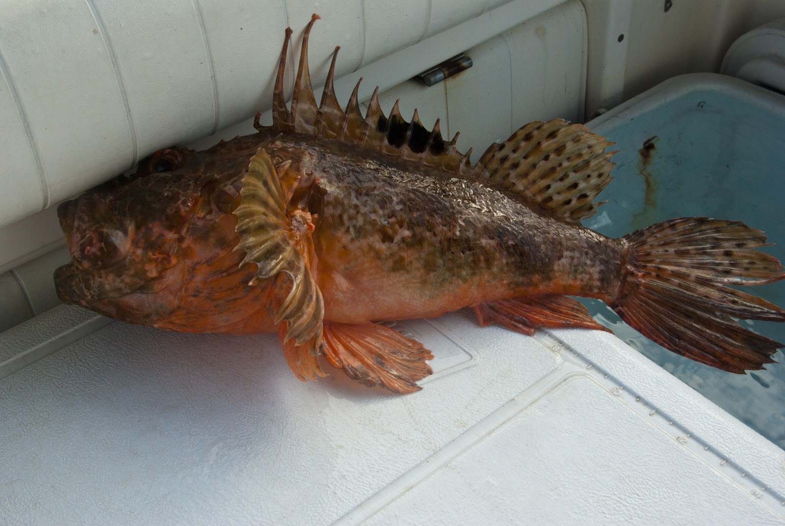 Pescando en la Bahía de Palma: Cap-roig de 2.010 gramos 9-10-12