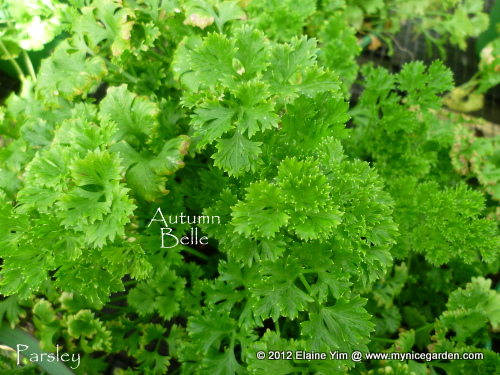 My Nice Garden: Healthy Happy Herbs: A Beginner's Guide to Herbs and ...
