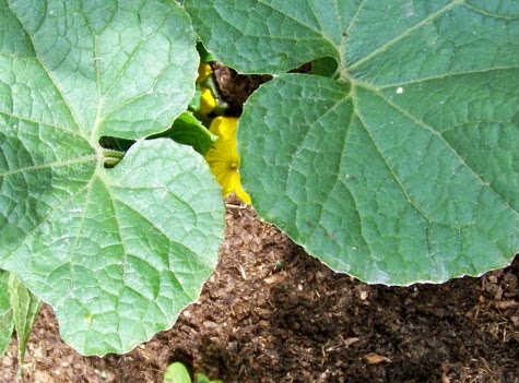 GRANDBOB'S GARDEN: Simple Composting and Compost Screening Tool to Make