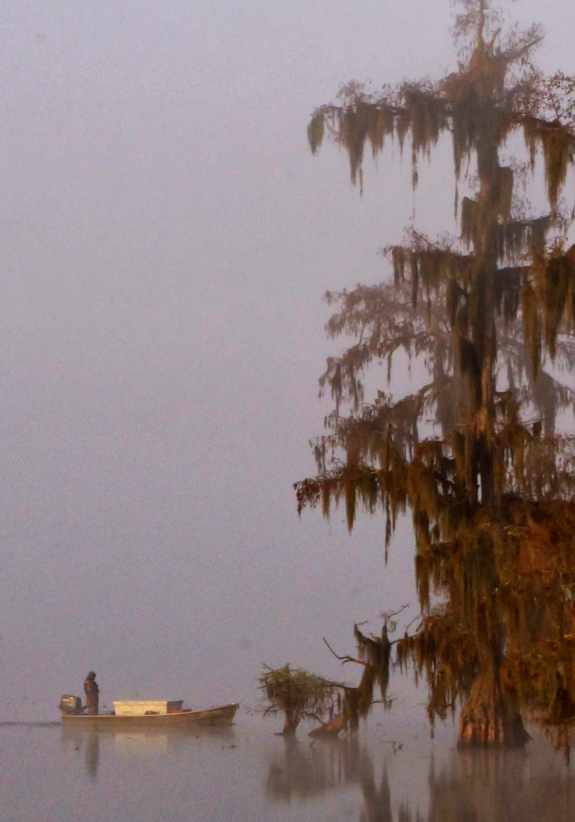 Dancing 'Cross the Country: An Eerie Foggy Morning in the Swamp