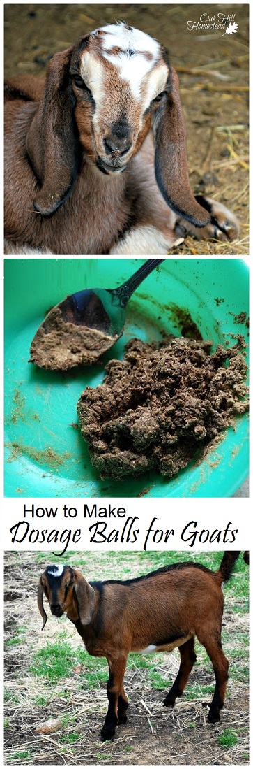 Making Dosage Balls for Goats - Oak Hill Homestead