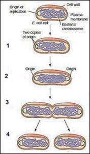 BIOLOGI TOPI BIRU: PEMBELAHAN SEL DAN GAMETOGENESIS