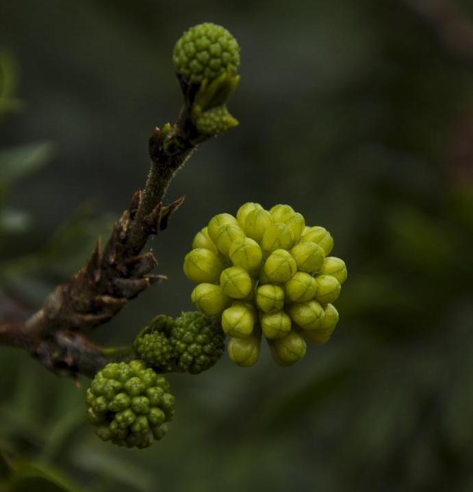 Tamilnadu Tourism: Parambikulam Wildlife Sanctuary