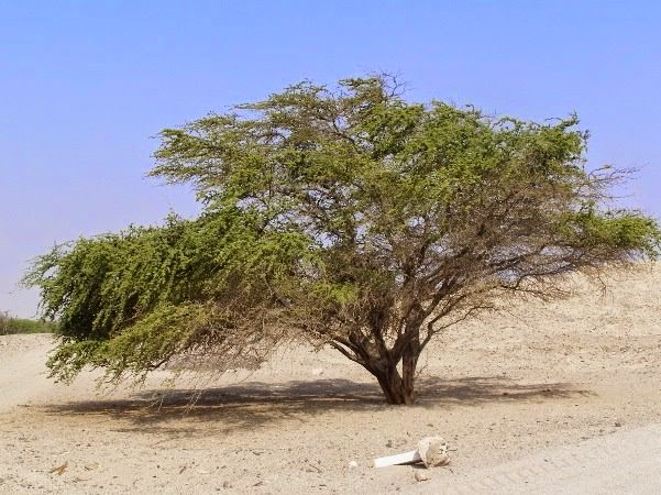 Liliana Usvat - Reforestation and Medicinal use of the Trees : Huarango ...
