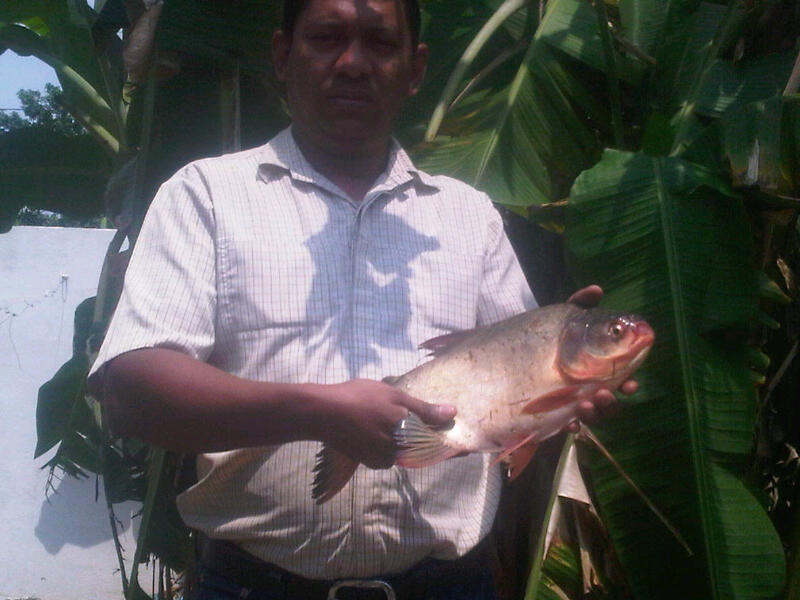 VISIÓN AGROECOLÓGICA: Producción de Cachama Negra (Colossoma macropomum ...