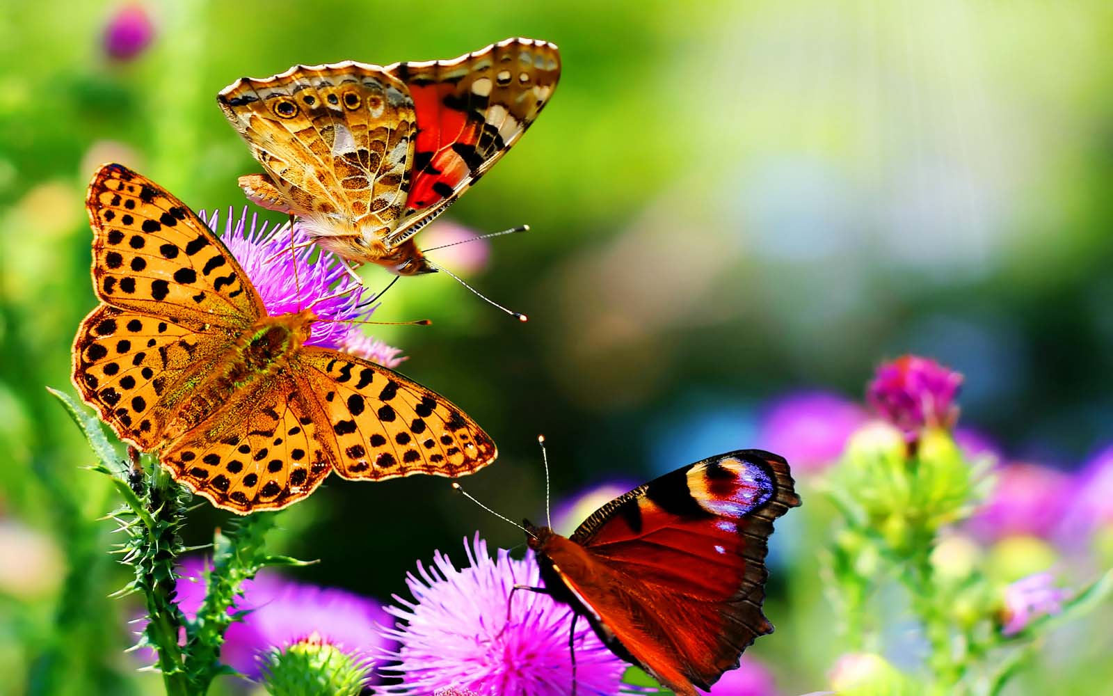 Butterfly Desktop wallpapers - Duul Wallpaper