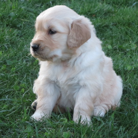 Cute&Cool Pets 4U: White Golden Retriever Pictures Gallery