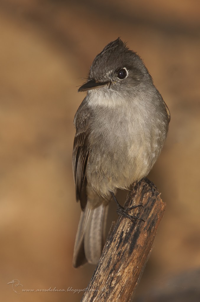 Bobito Chico (Cuban Pewee) Contopus caribaeus (d´Orbigny, 1839 ...