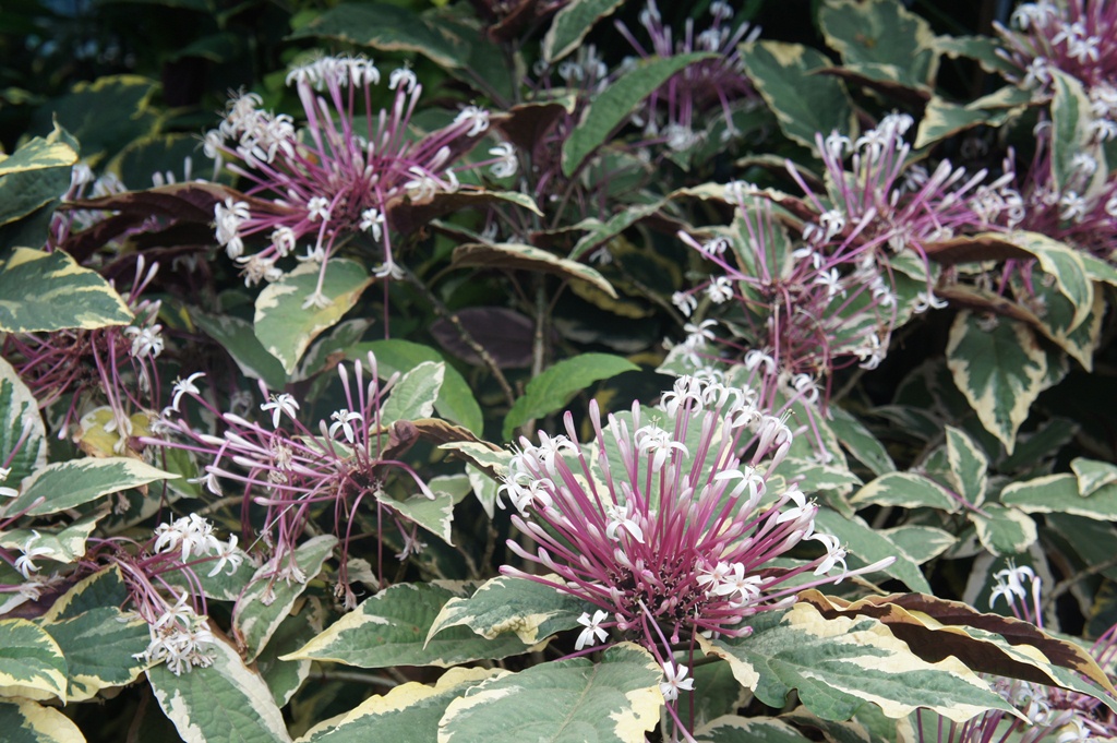 OUR PHILIPPINE TREES: My Horti Favorite