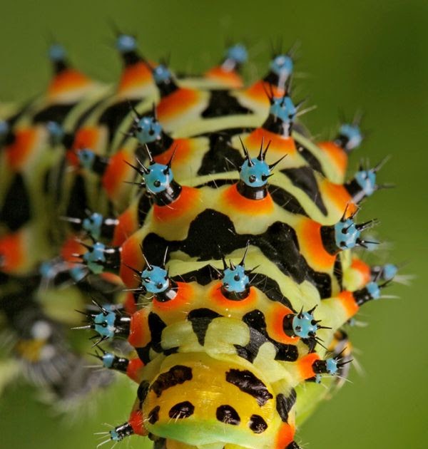 Presuntamente así es la vida: Gusano