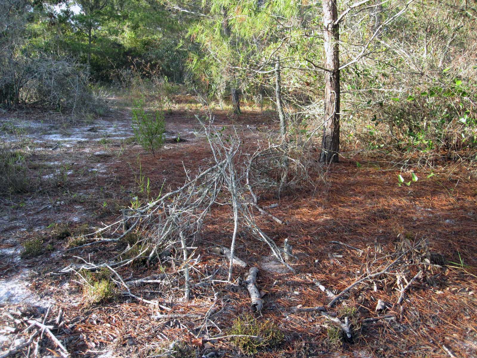Gardening South Florida Style: Native Florida Sand Pine Scrub Land