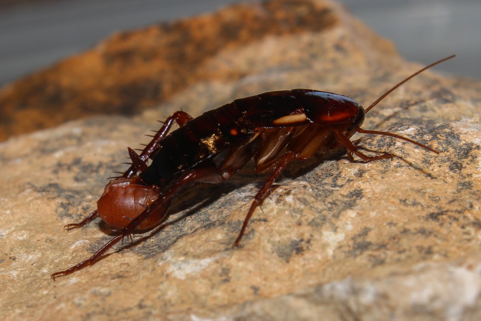 Biodiversity of Cyprus by NGO Protection of the Natural Heritage and ...