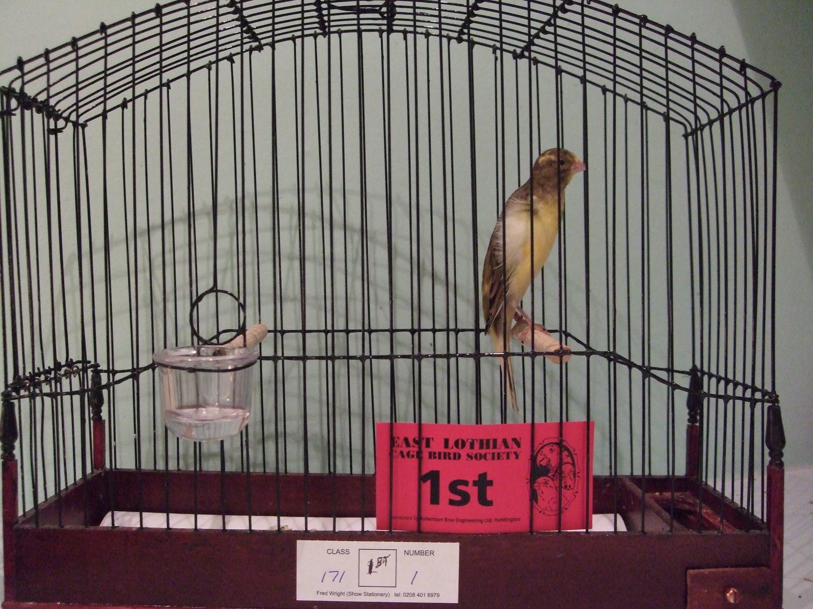 a scotch fancy canary blog