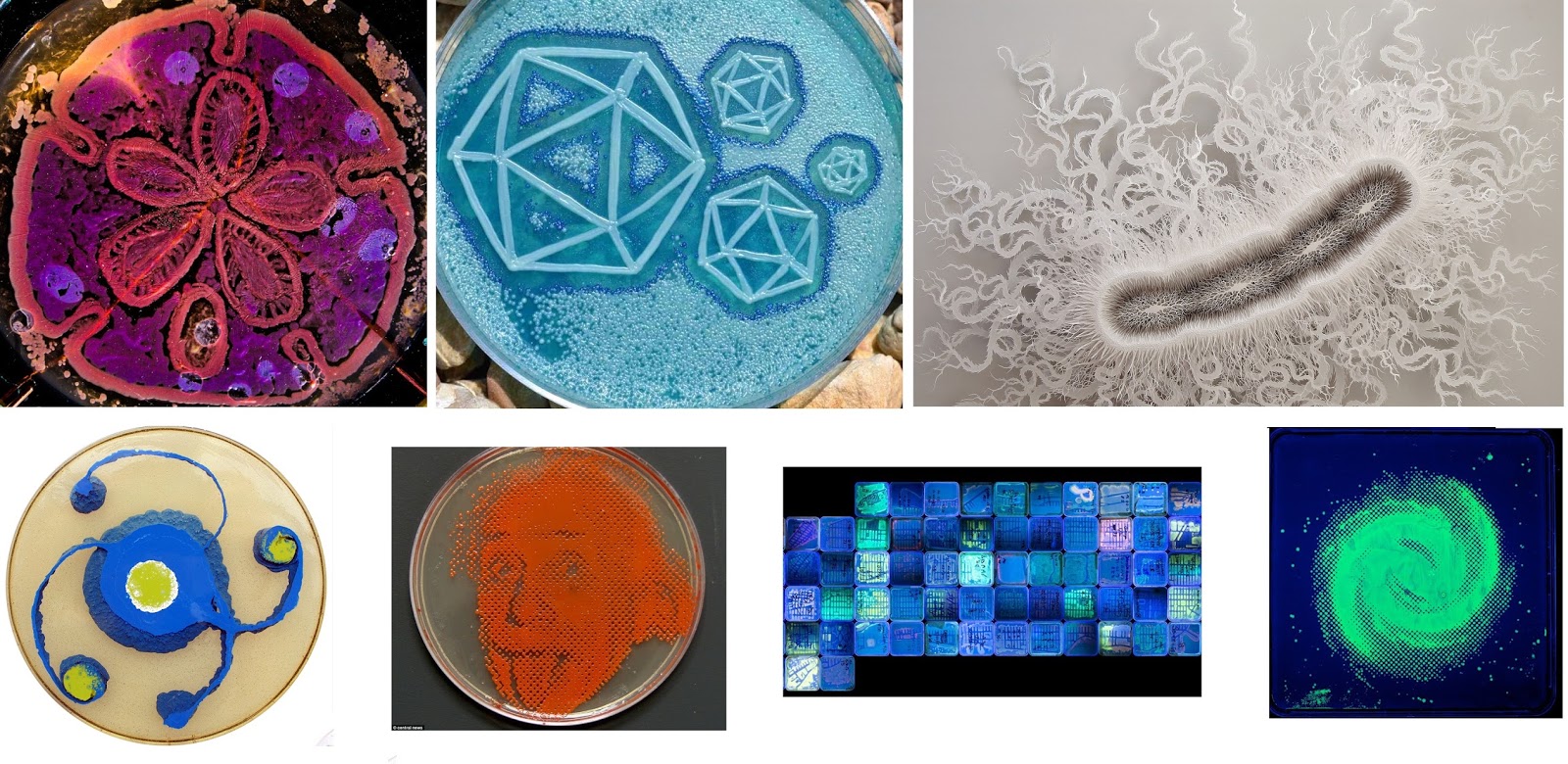 Art et Sciences #7 Microbial Art et art bactérien : des œuvres d'art ...