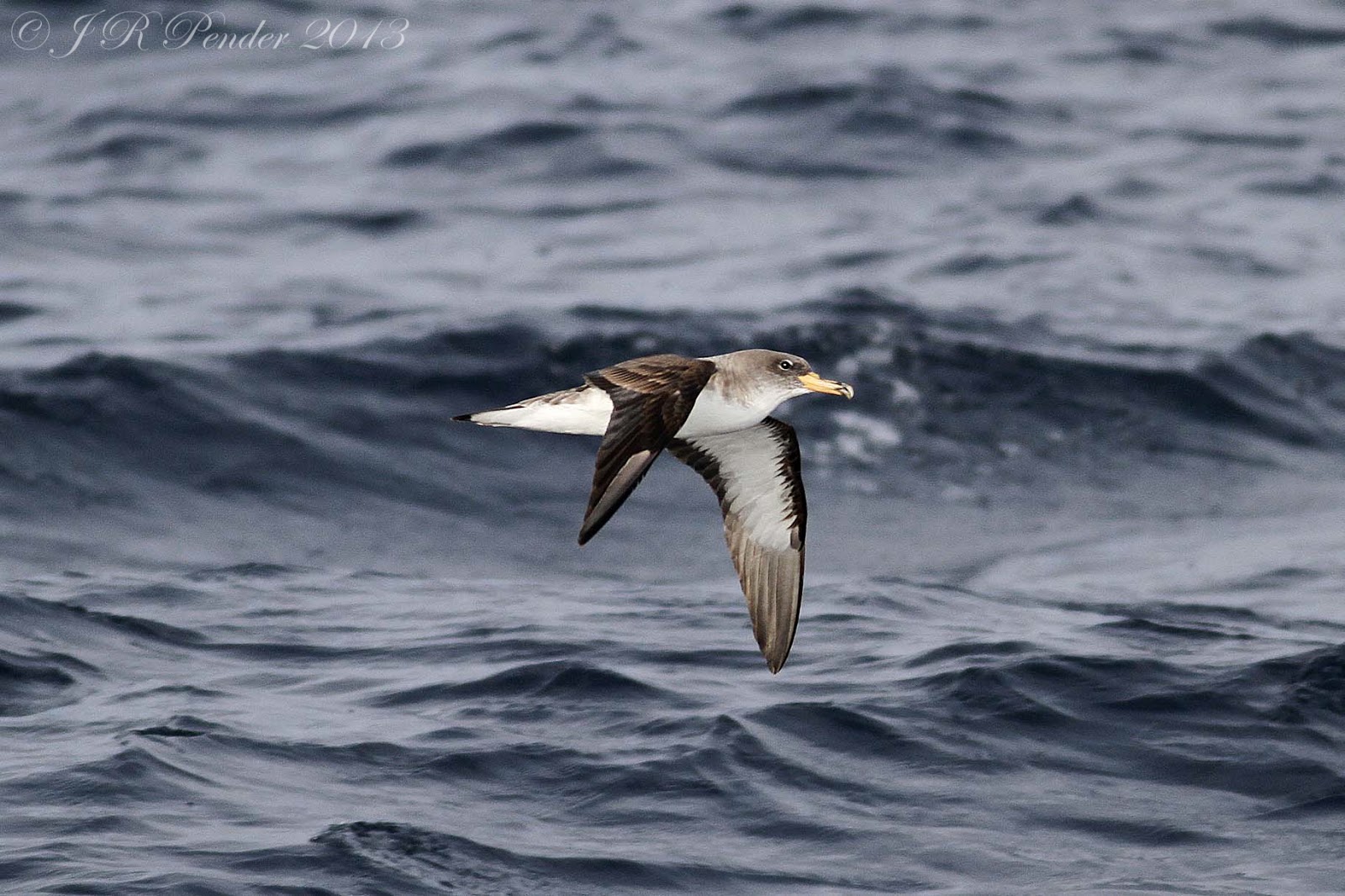 Joe Pender Wildlife Photography: Cory's Shearwater (Calonectris diomedea)