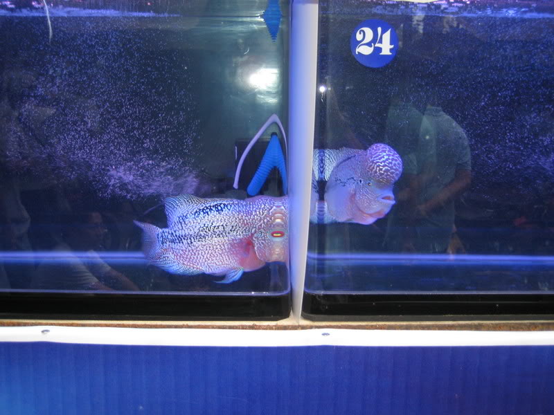 Flowerhorn The Hybrid Cichlids: King Kamfa - Vietnam hottest fh